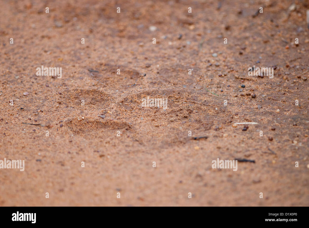 The pugmark of a male tiger in Dhikala Grasslands, Corbett National ...