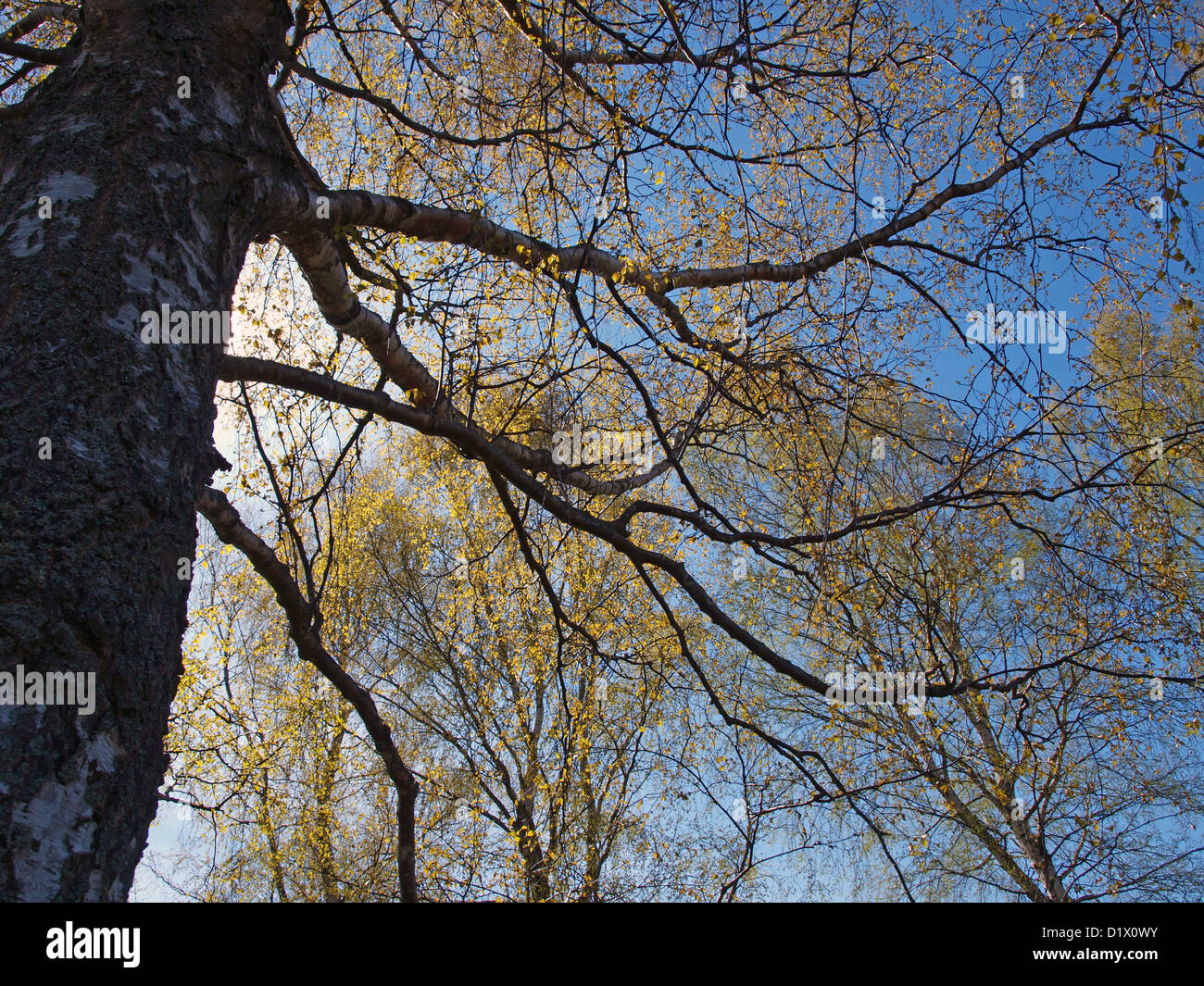 Adjacent Angles In Nature