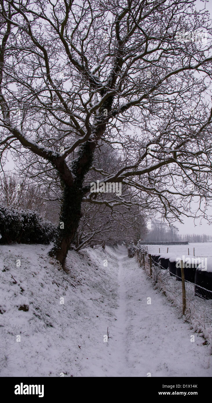 Country lane tree hi-res stock photography and images - Alamy
