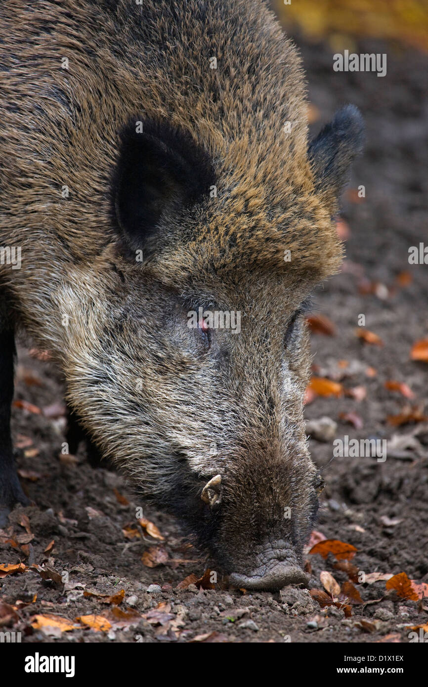 Close-up of Wild boar (Sus scrofa) digging up food in the soil with its ...