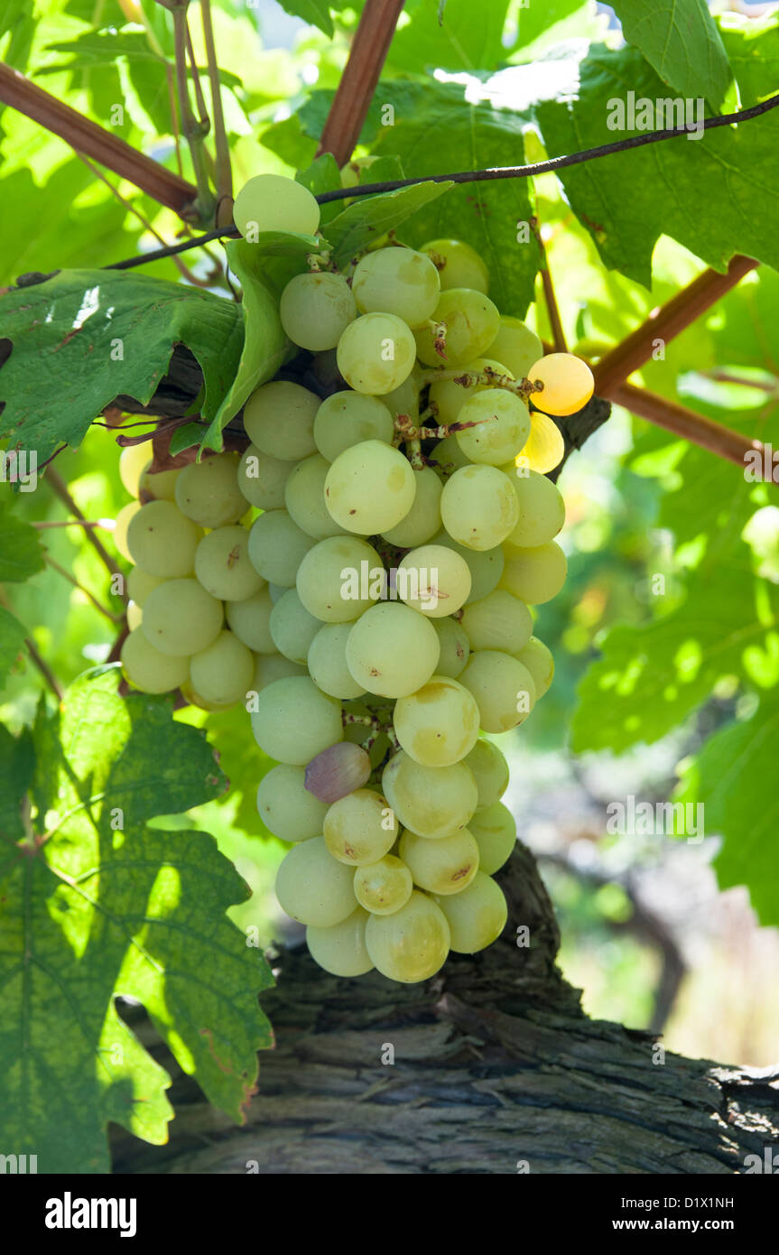brush ripe grapes on solar plantations Stock Photo - Alamy