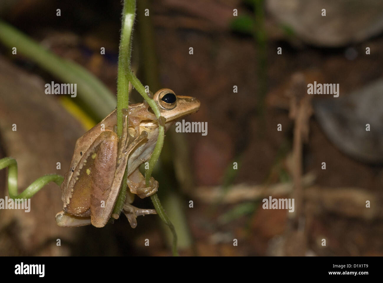 Common tree frog - Polypedates maculatus on a tree at my parent's house ...