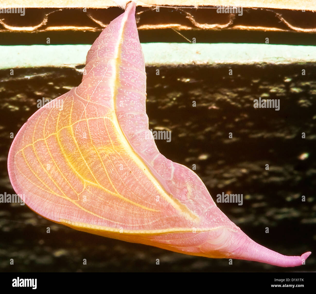 Pupa of Orange-Barred Sulfur butterfly (Phoebis philea Stock Photo - Alamy