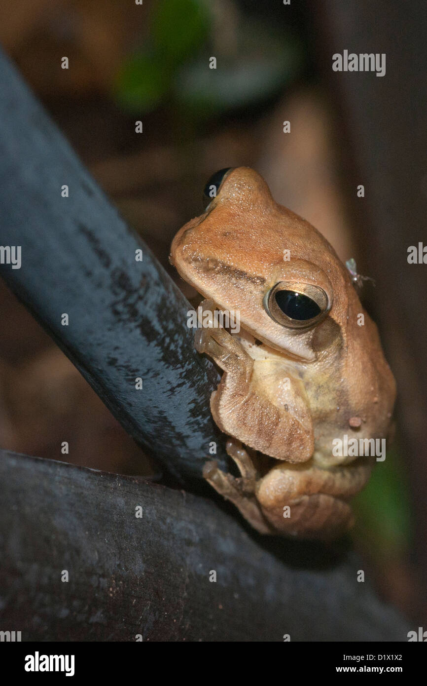 Common tree frog - Polypedates maculatus on a tree at my parent's house ...