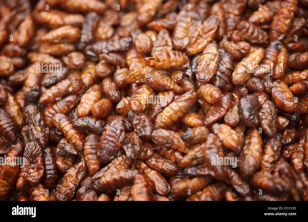 Fried larvae in thailand hi-res stock photography and images - Alamy