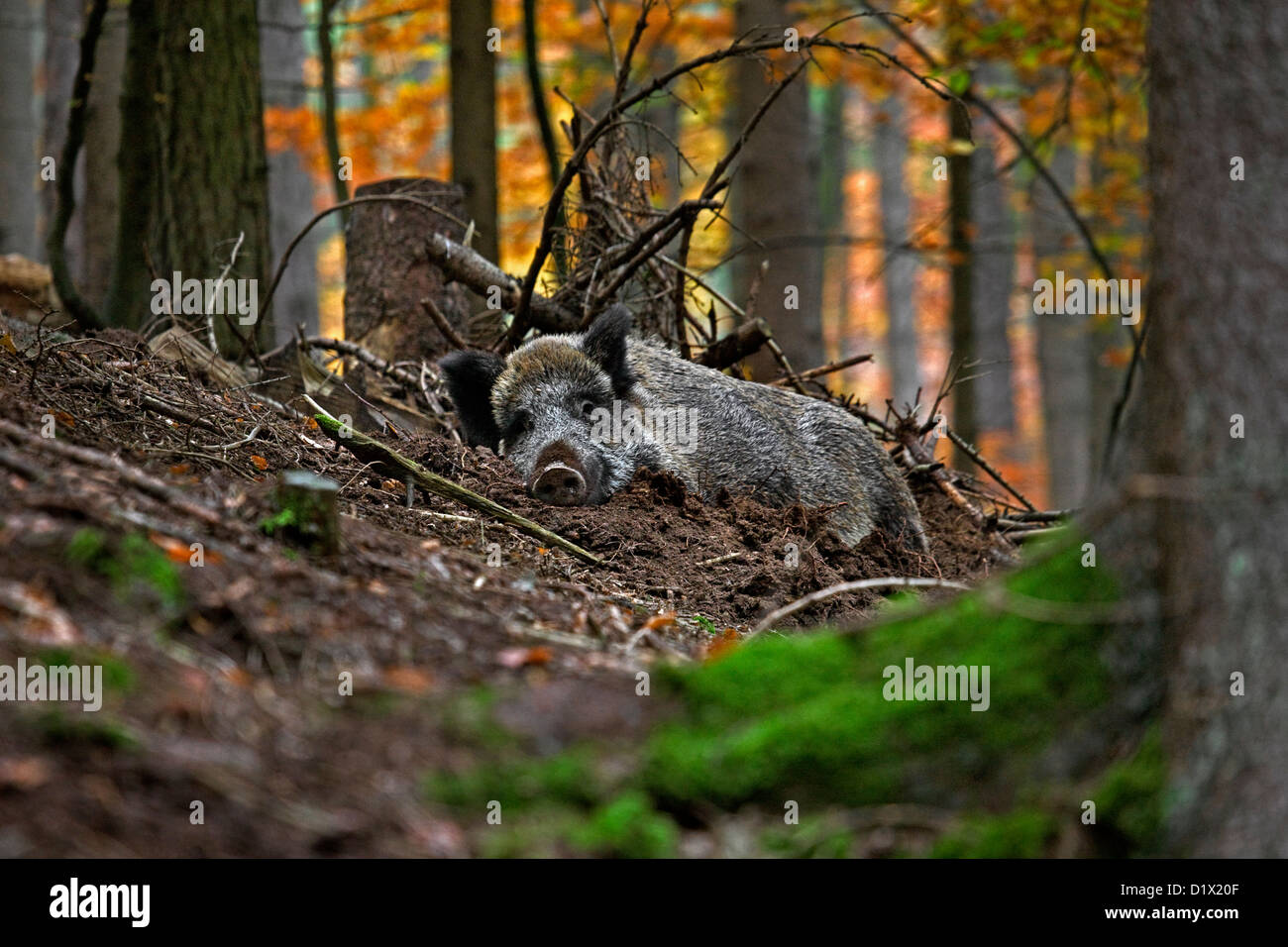 Wild boar sleeping in forest hi-res stock photography and images - Alamy