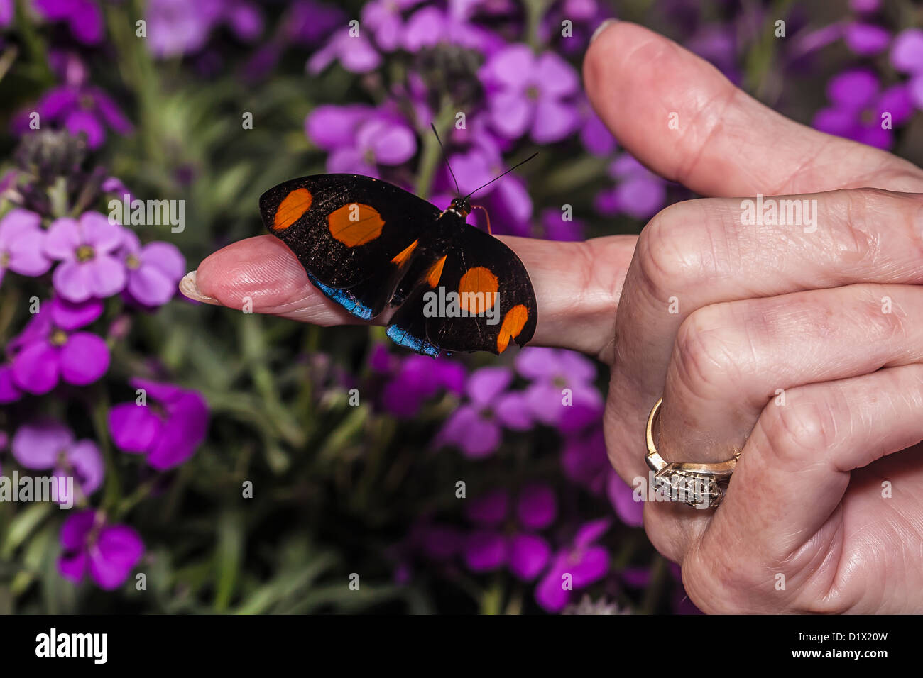 Grecian Shoemaker Butterfly High Resolution Stock Photography and ...