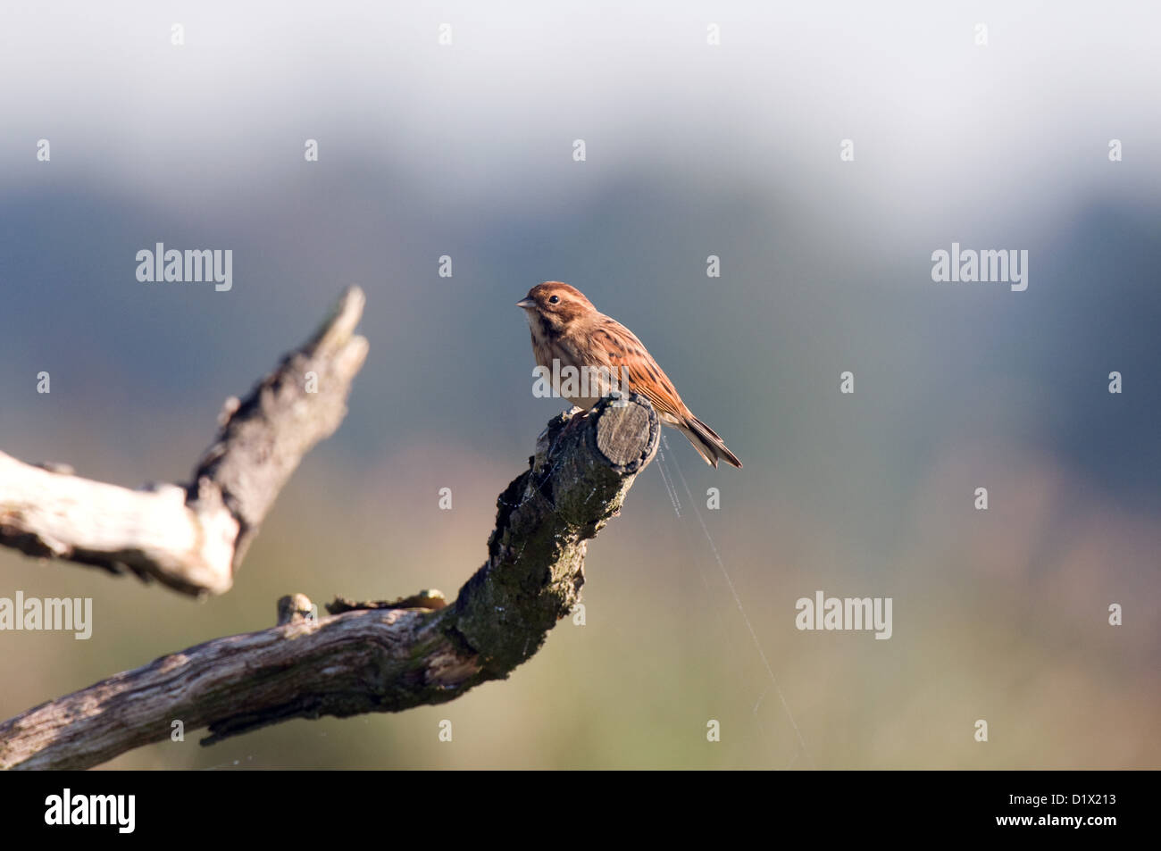 Reed bunting perched on branch Stock Photo - Alamy