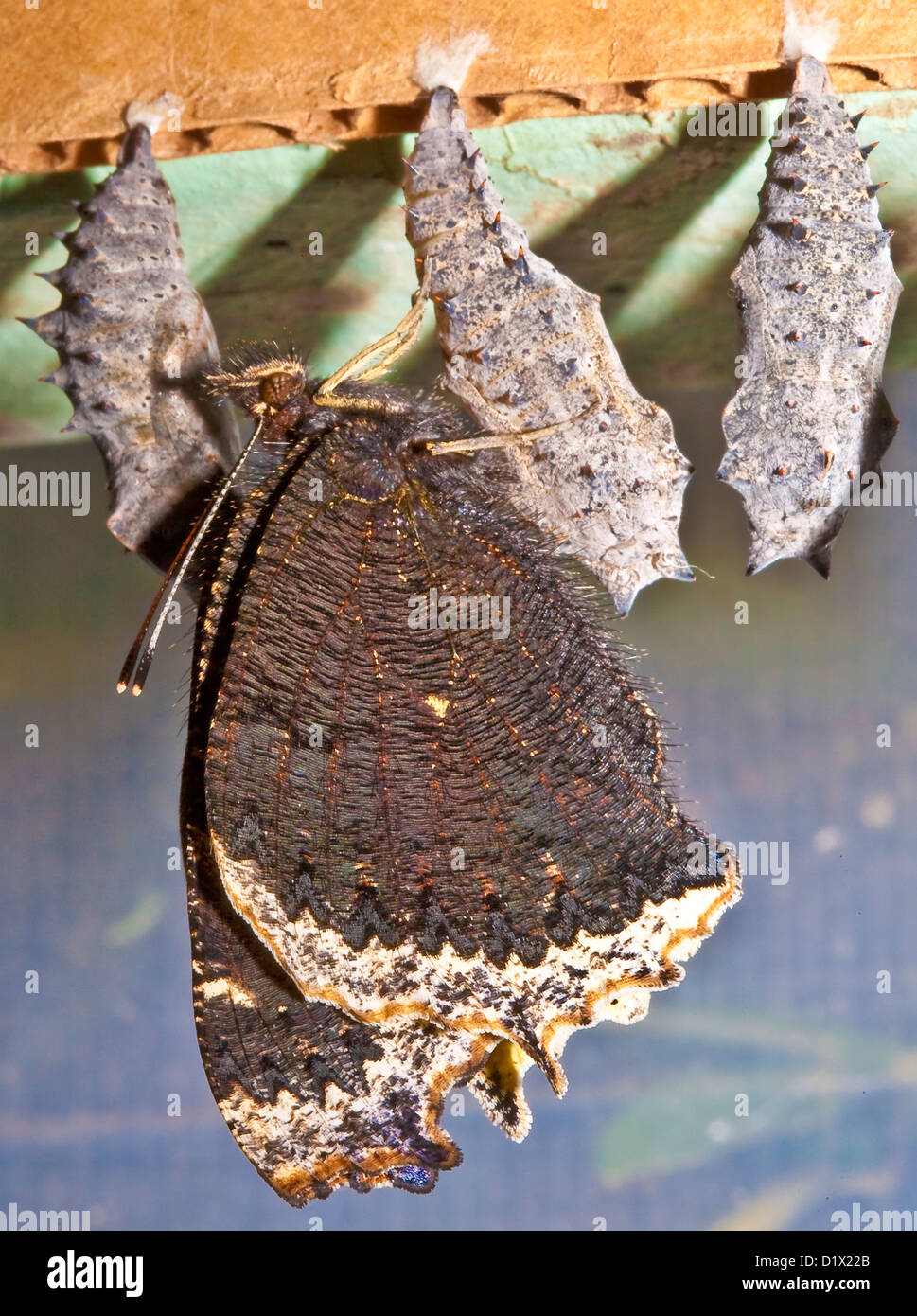 Monarch butterfly chrysalis pupa hi-res stock photography and images ...