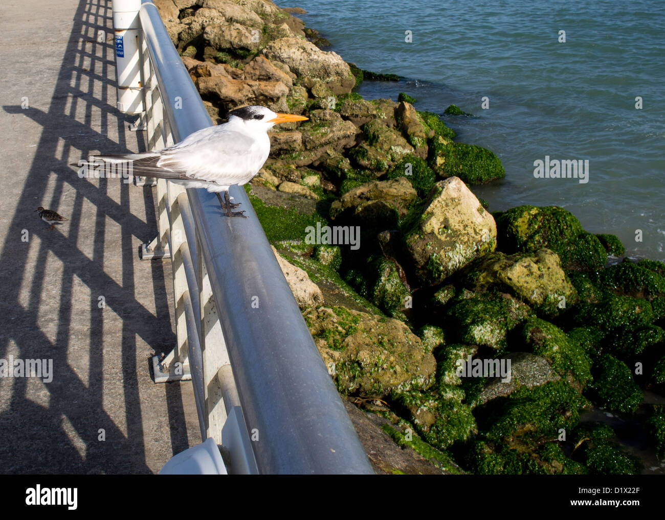 Royal Tern at Sebastian Inlet in Florida Sterna maxima Stock Photo - Alamy