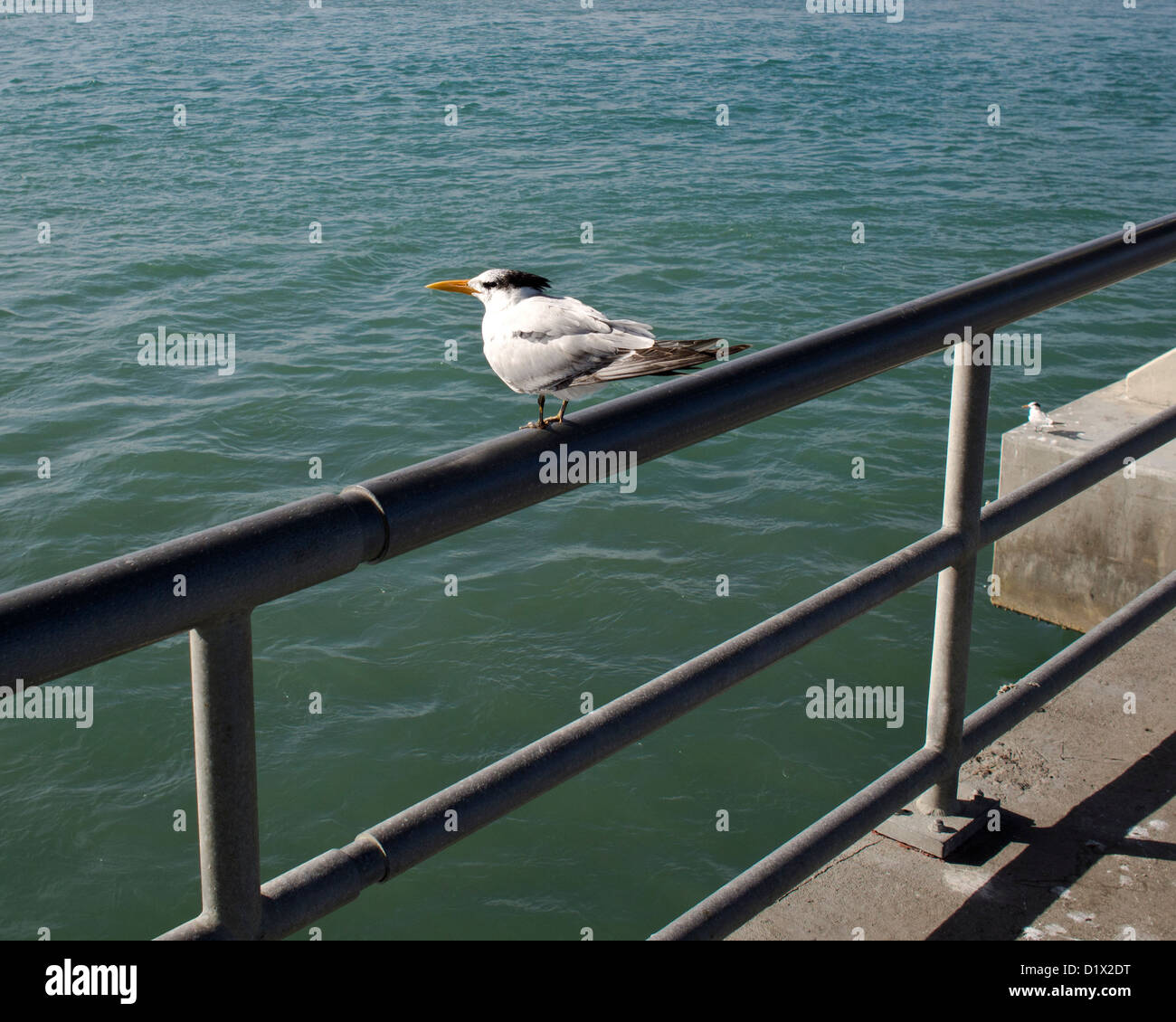 Royal Tern at Sebastian Inlet in Florida Sterna maxima Stock Photo - Alamy
