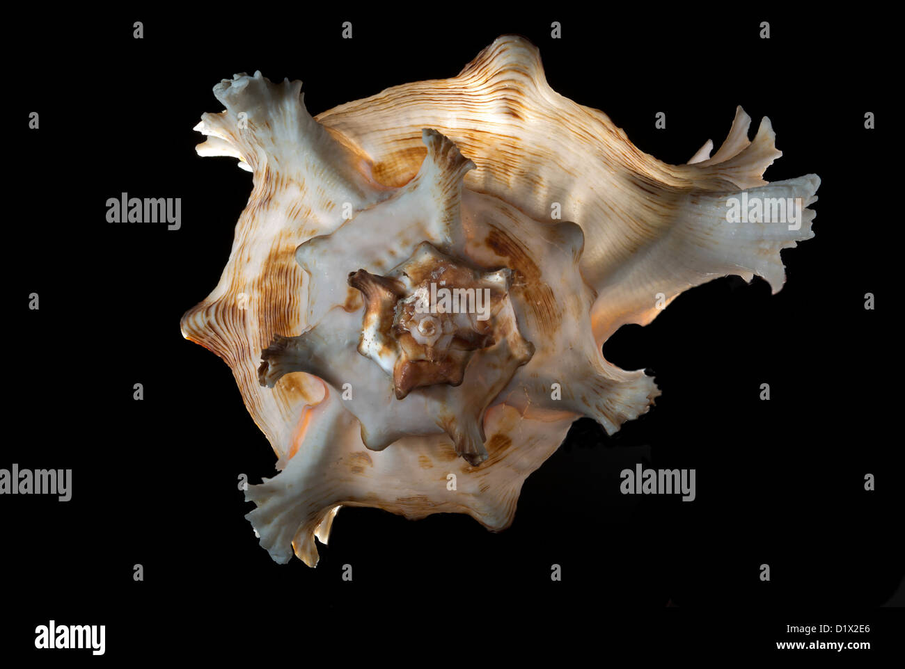 empty seashell of an ocean mollusk Stock Photo - Alamy