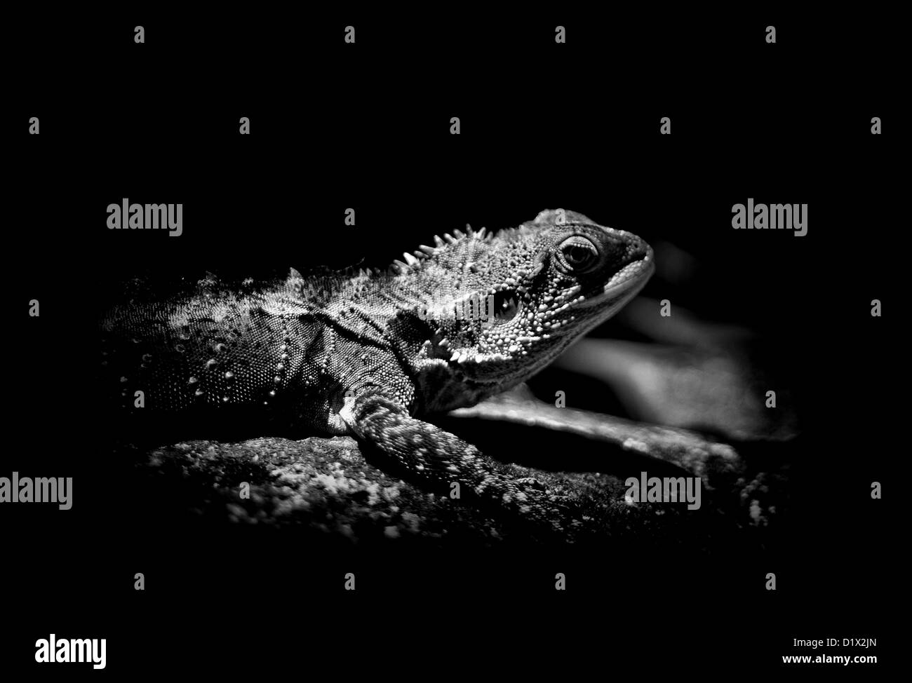 Zoo animal sunbathing hi-res stock photography and images - Alamy