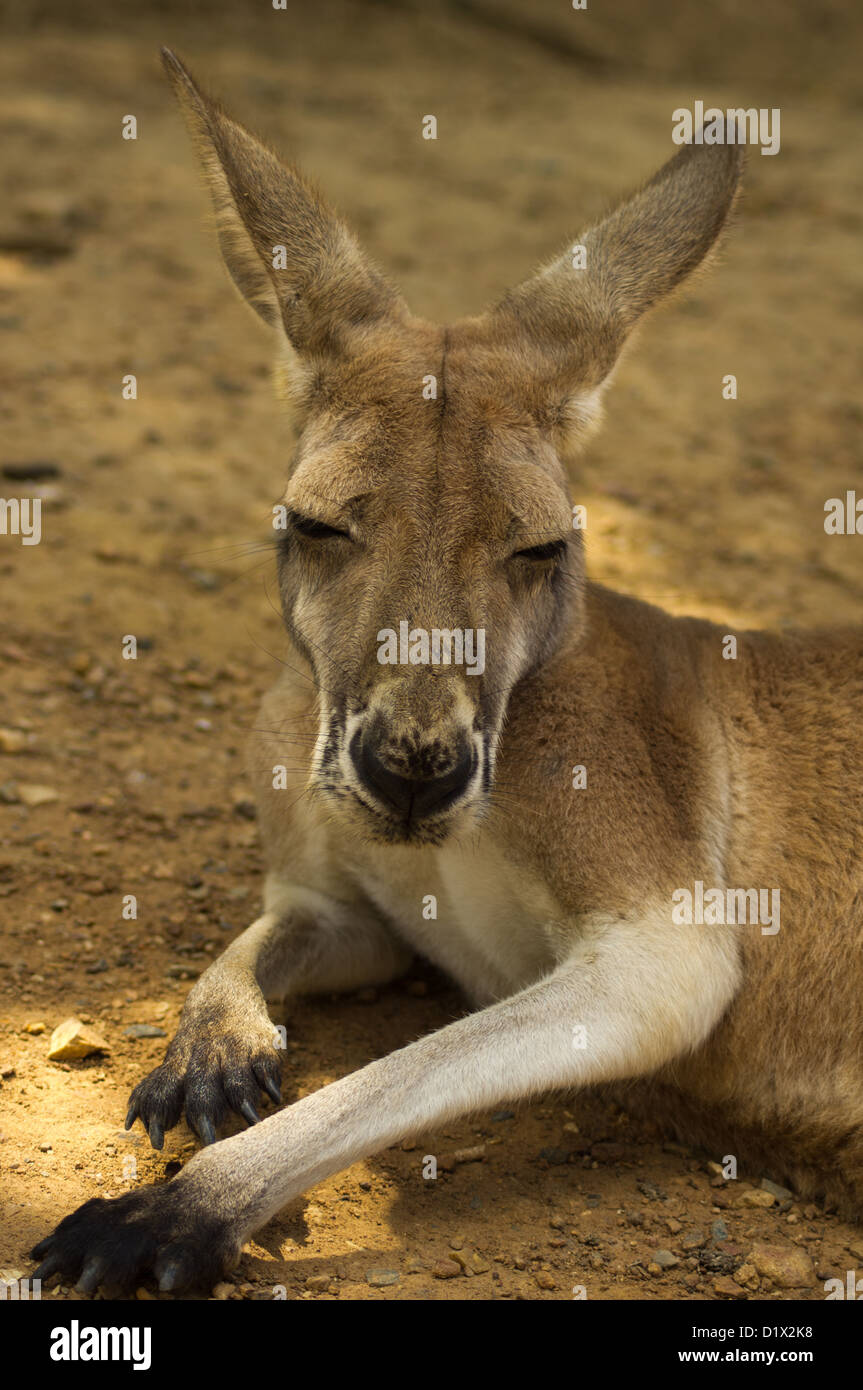 Kanga roo hi-res stock photography and images - Alamy