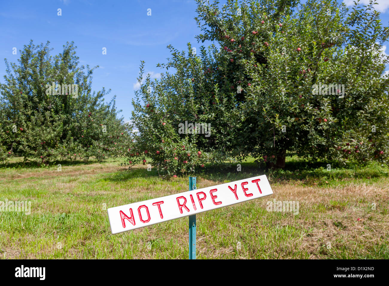 An Apple tree farm to pick apples Stock Photo - Alamy
