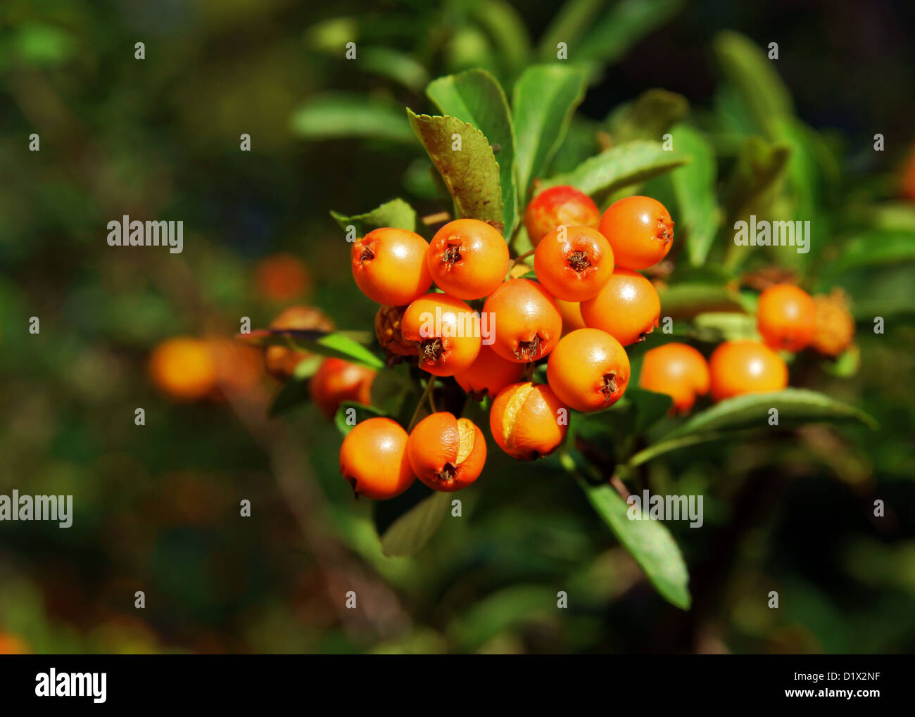 fruits of pyracantha coccinea in garden Stock Photo - Alamy
