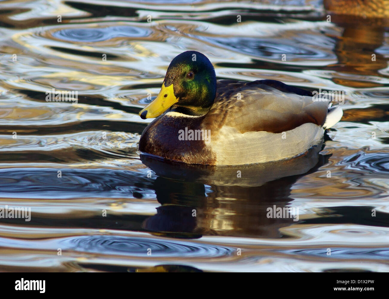 drake on lake in Poland Stock Photo - Alamy