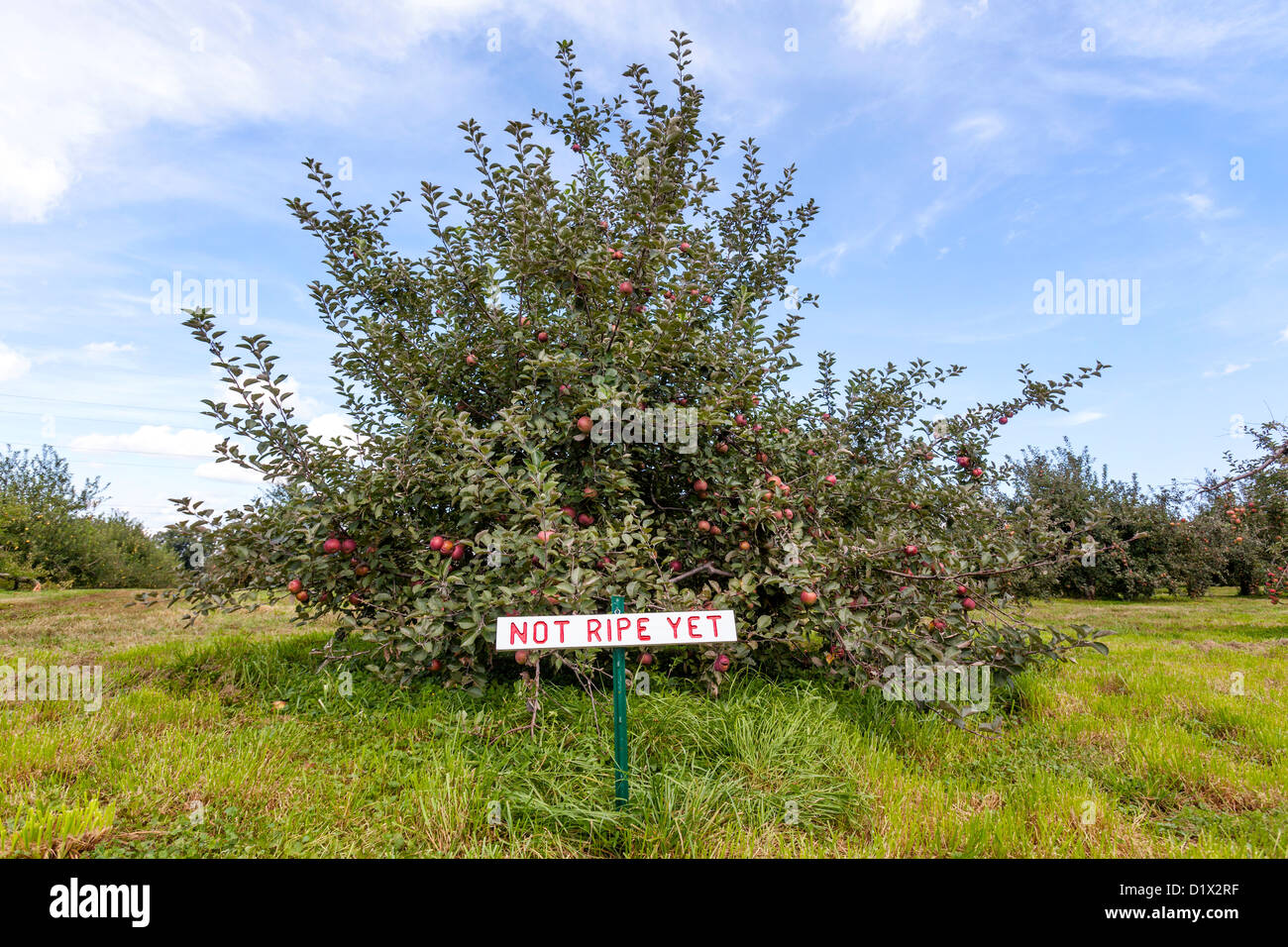 An Apple tree farm to pick apples Stock Photo - Alamy