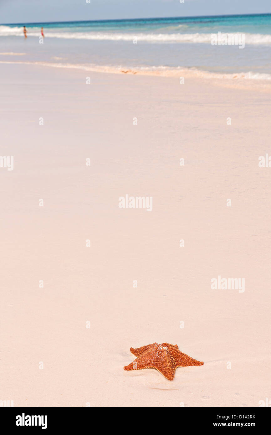 Oreaster reticulatus sea star hi-res stock photography and images - Alamy