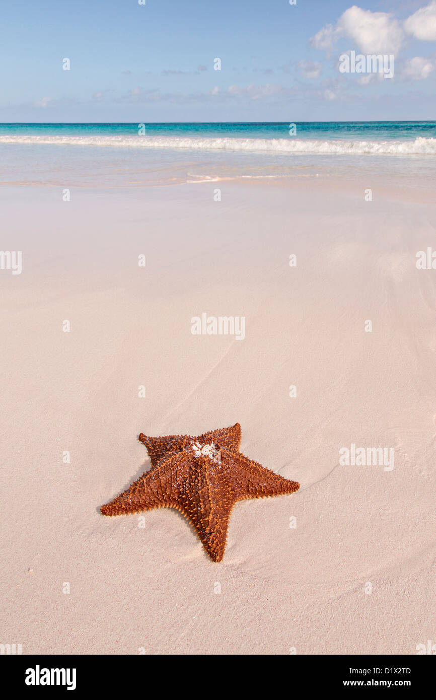 Cushion sea star hi-res stock photography and images - Alamy