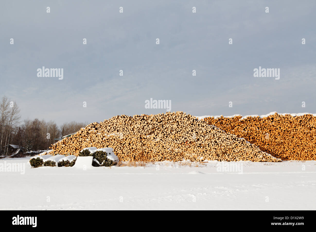 Stacked cut logs in a winter rural landscape, Northern Minnesota Stock ...