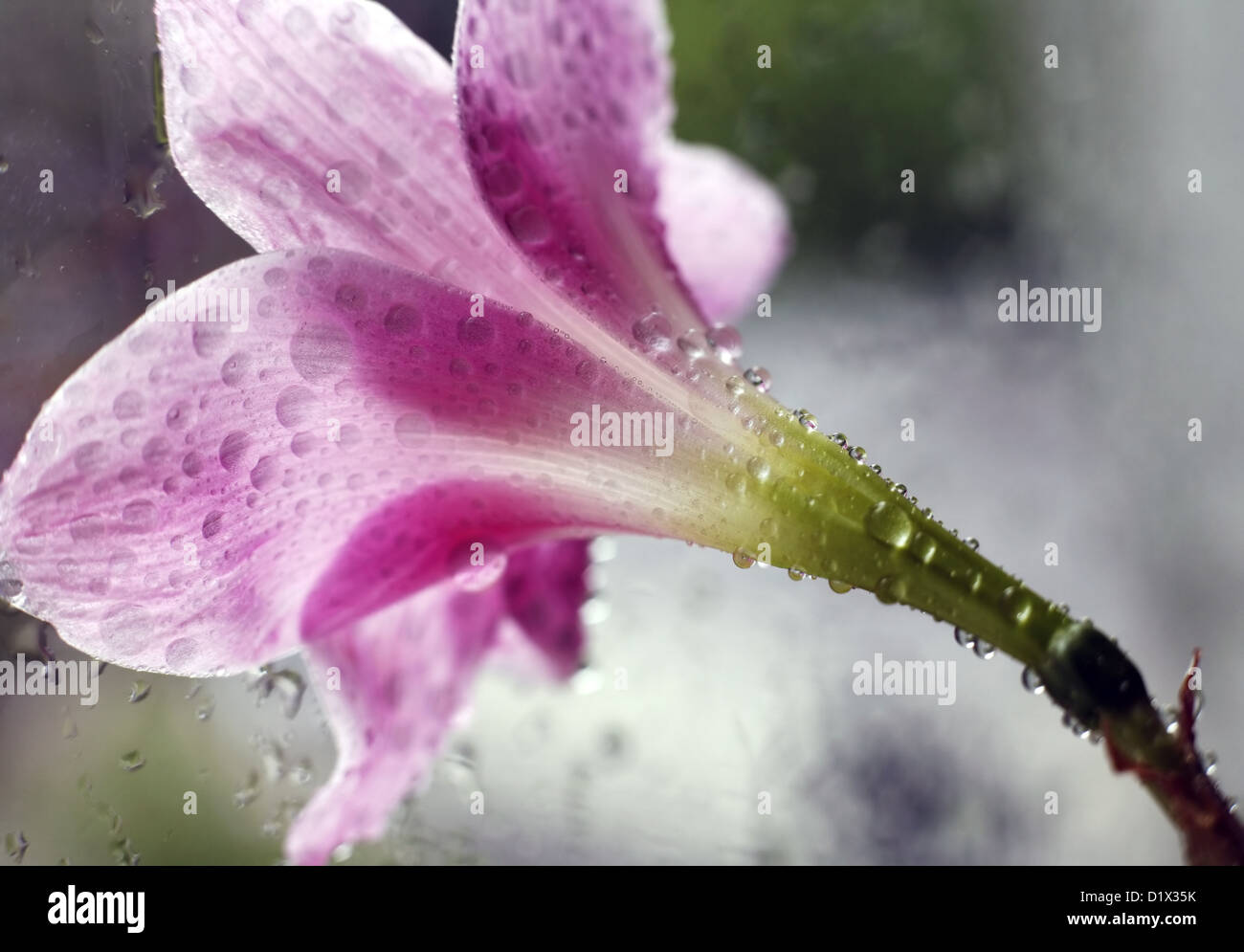 Pink flower with drops on a dim background Stock Photo - Alamy
