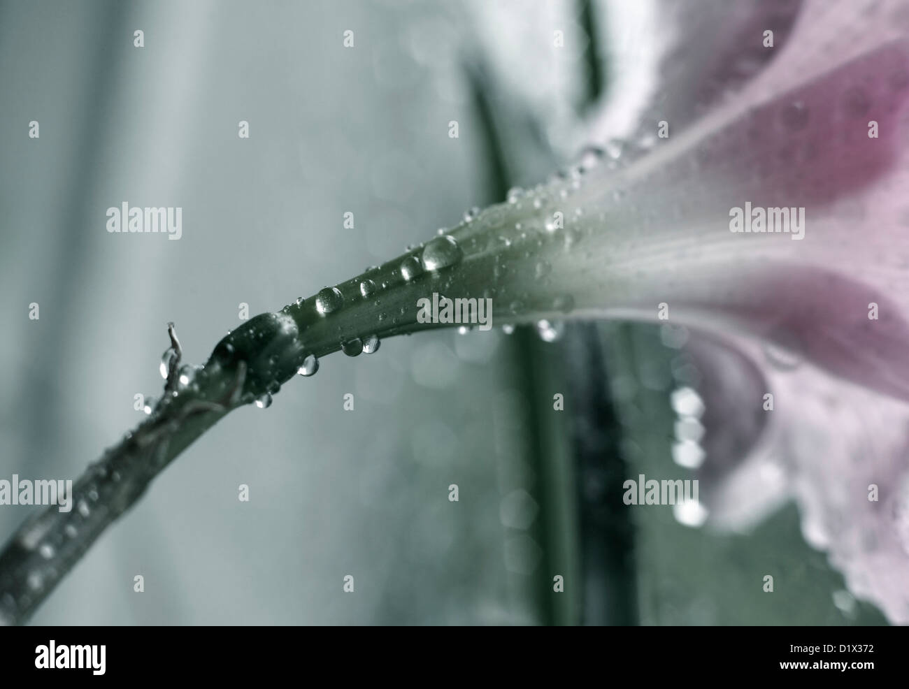 Pink flower with drops on a dim background Stock Photo - Alamy