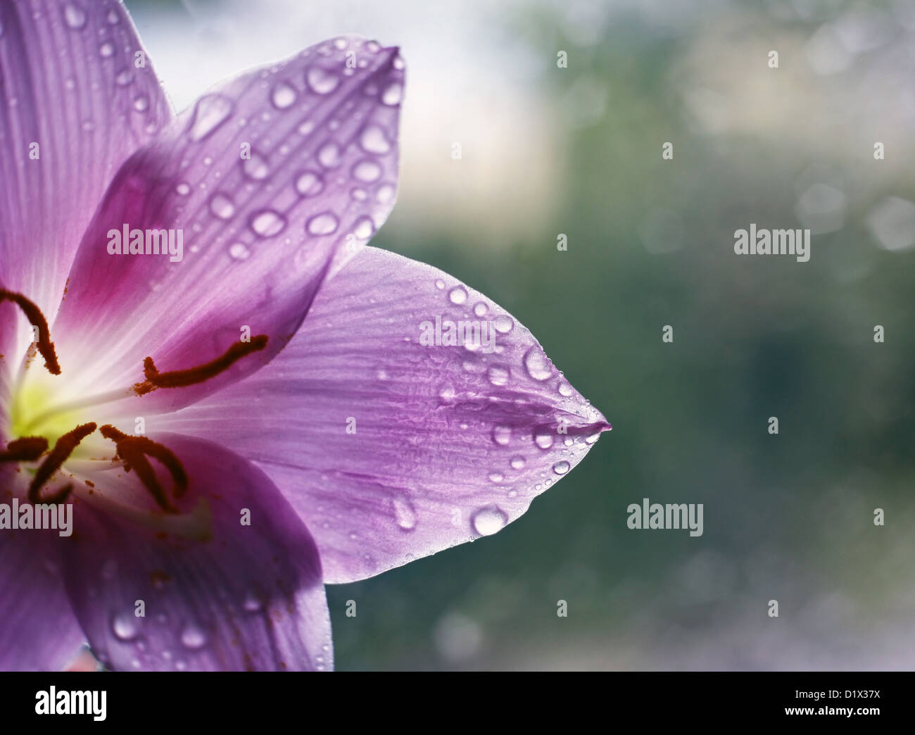 Pink flower with drops on a dim background Stock Photo - Alamy