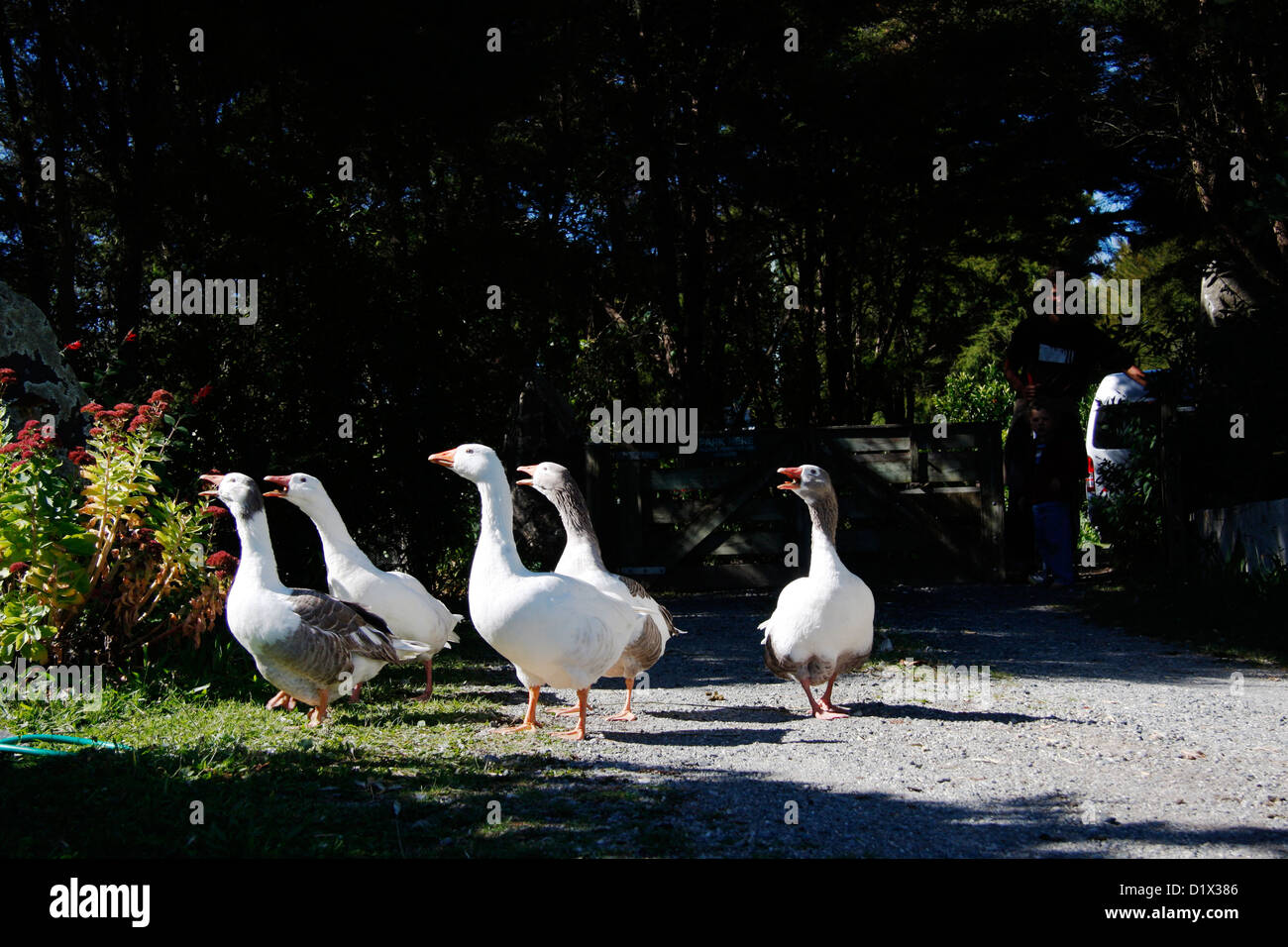 Canoe geese hi-res stock photography and images - Alamy