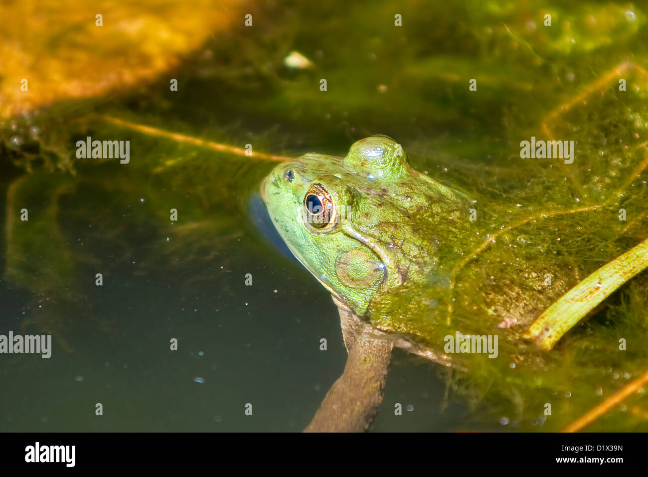 frog in pond with lily pads Stock Photo - Alamy