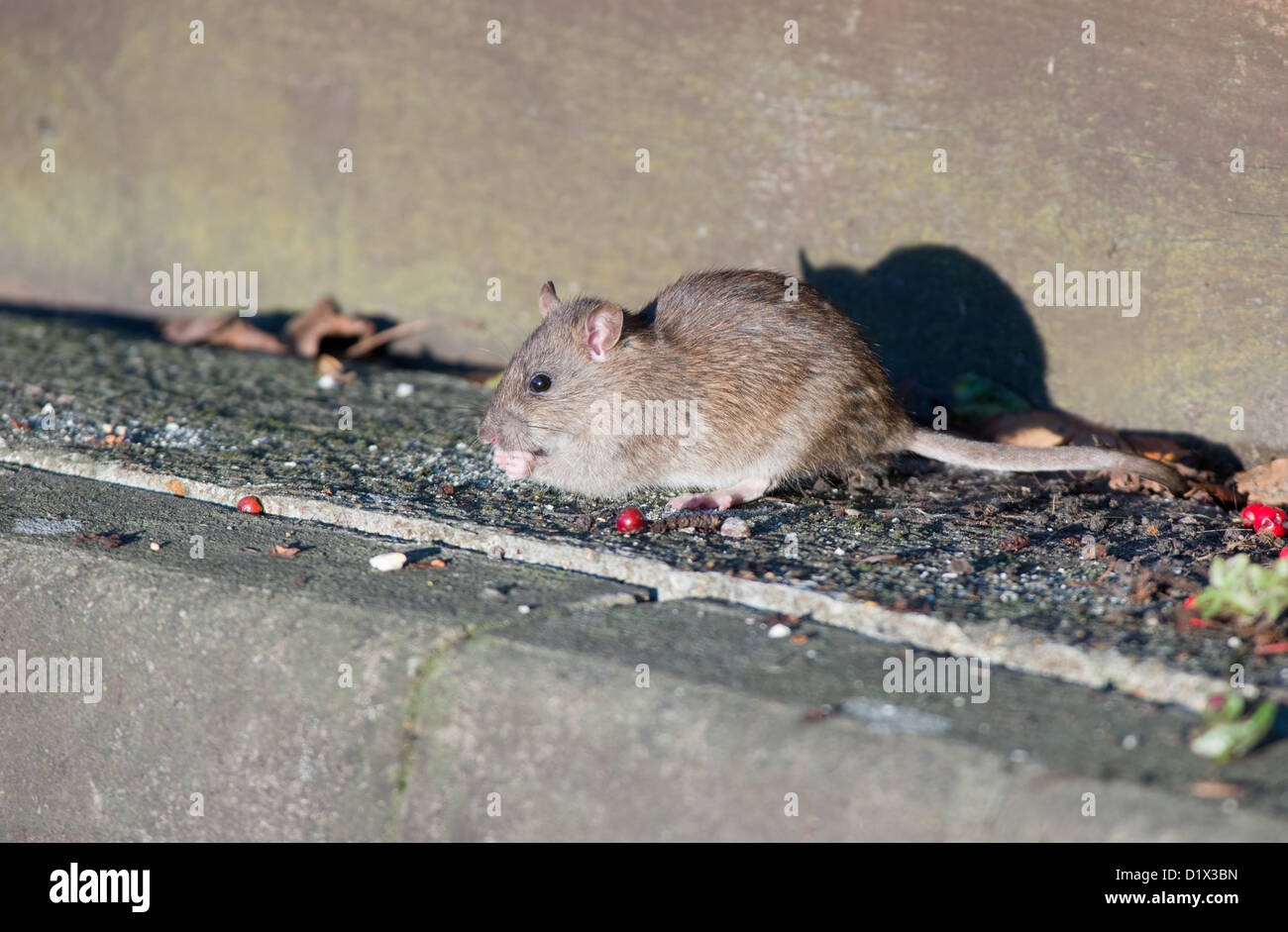 BROWN RAT, Rattus norvegicus FEEDING. UK Stock Photo - Alamy