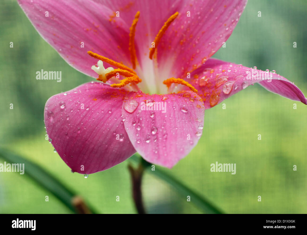 Pink flower with drops on a dim background Stock Photo - Alamy