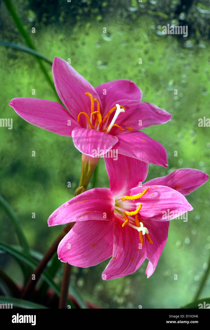 Pink flowers with drops on a dim background Stock Photo - Alamy
