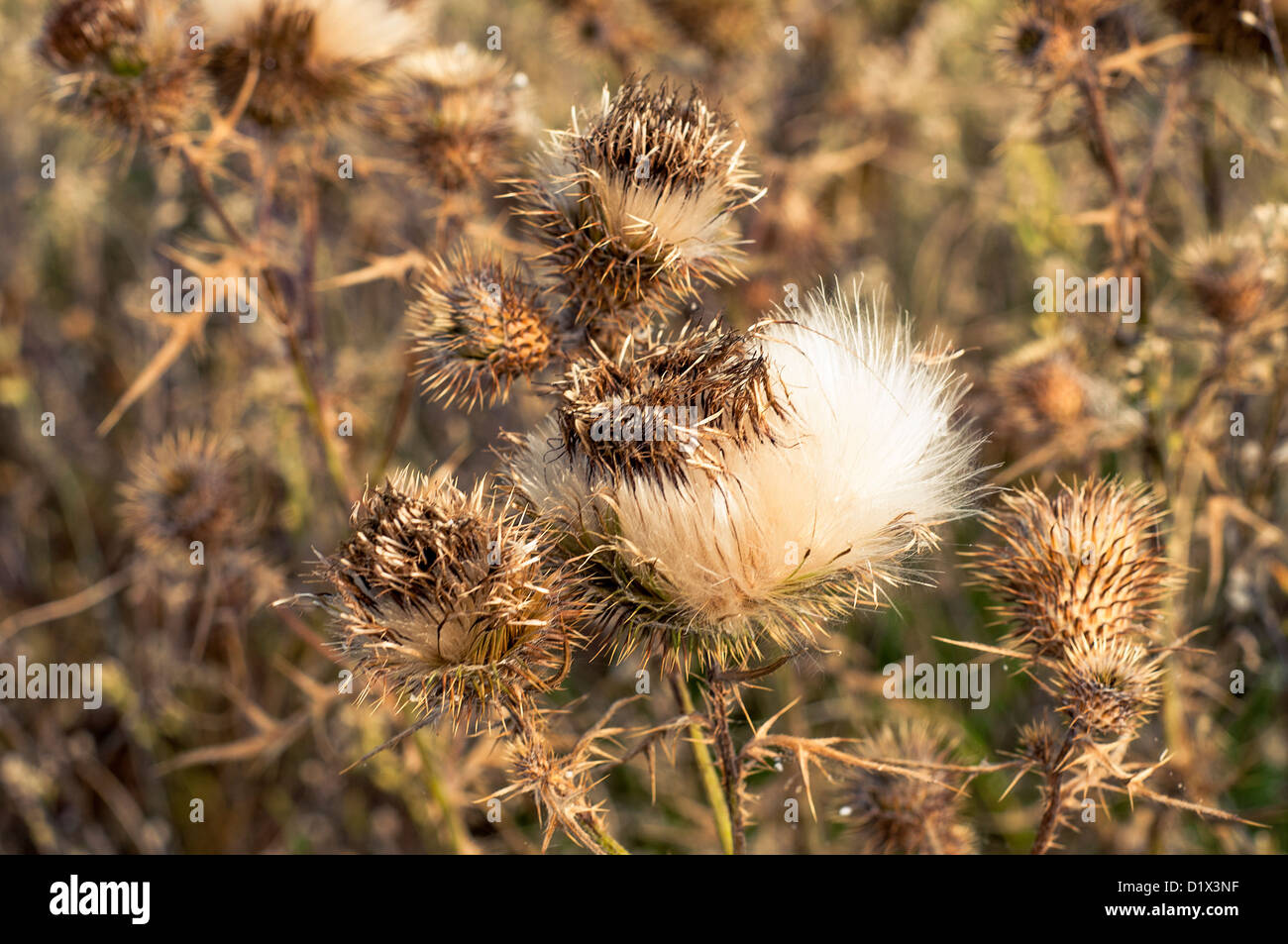An image of carduus plant Stock Photo - Alamy