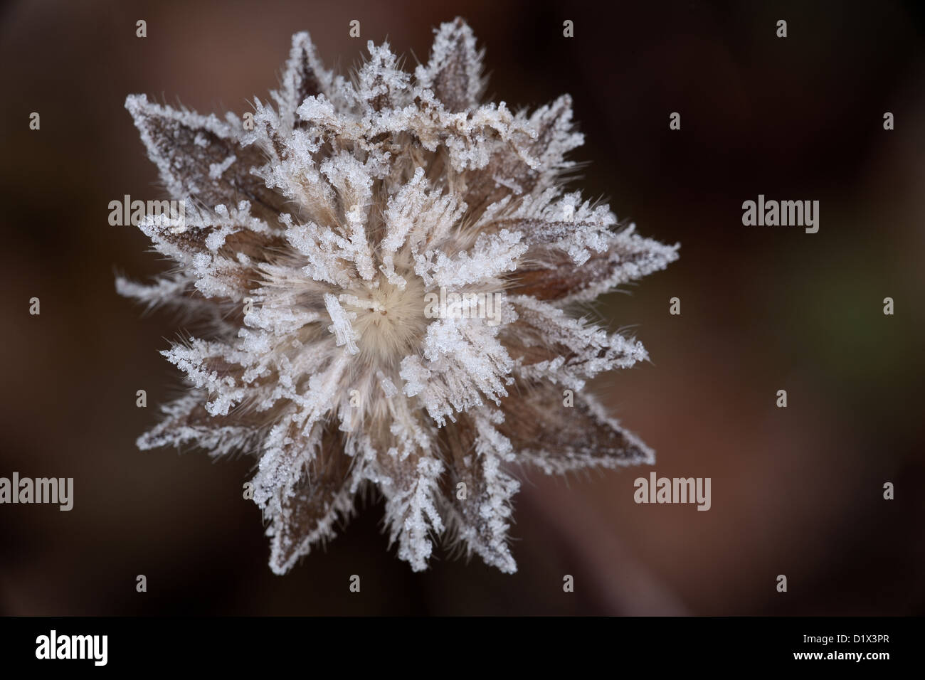 Rimed flower hi-res stock photography and images - Alamy