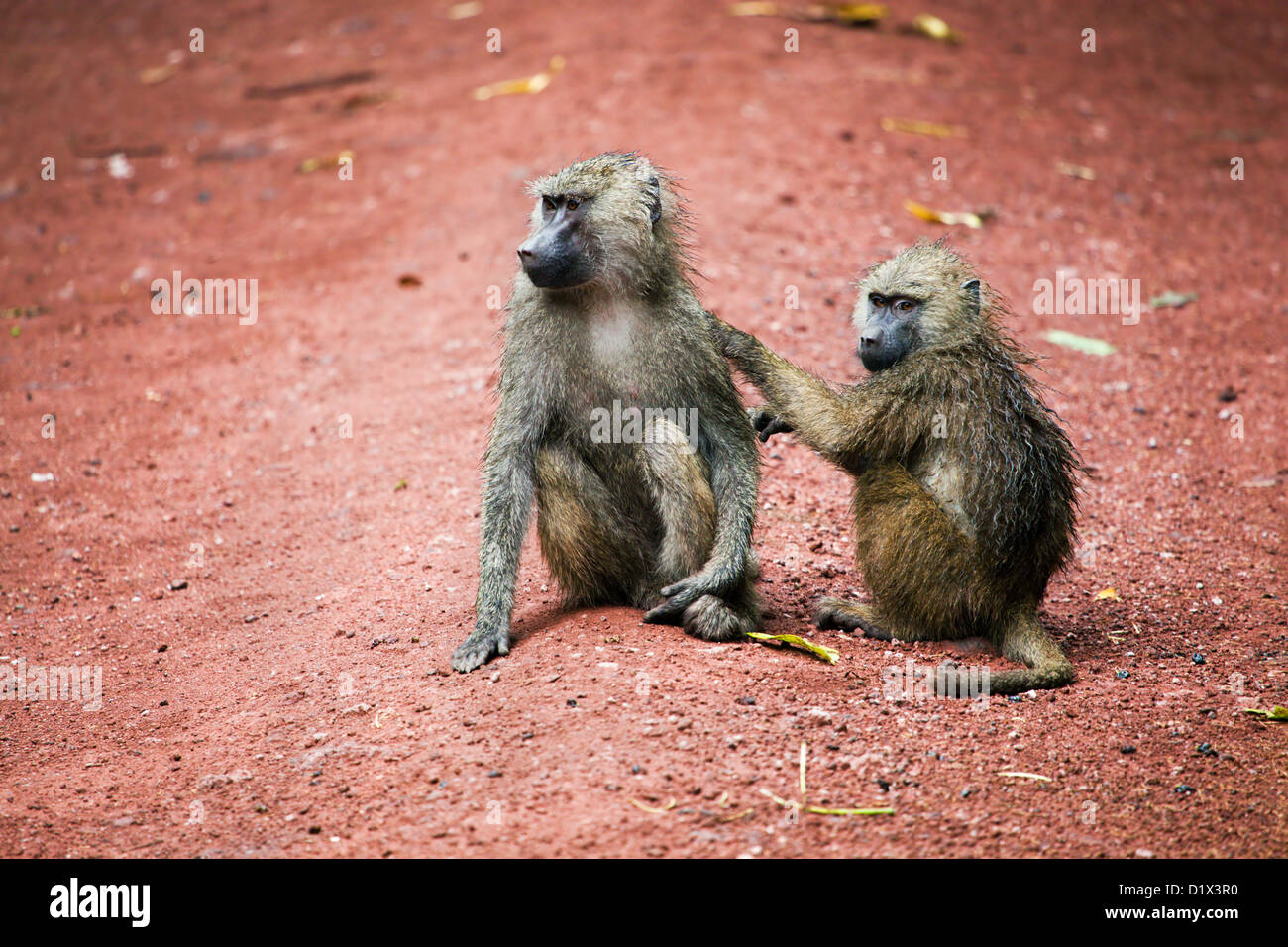 Two Baboon monkeys in African bush. Lake Manyara National Park in ...