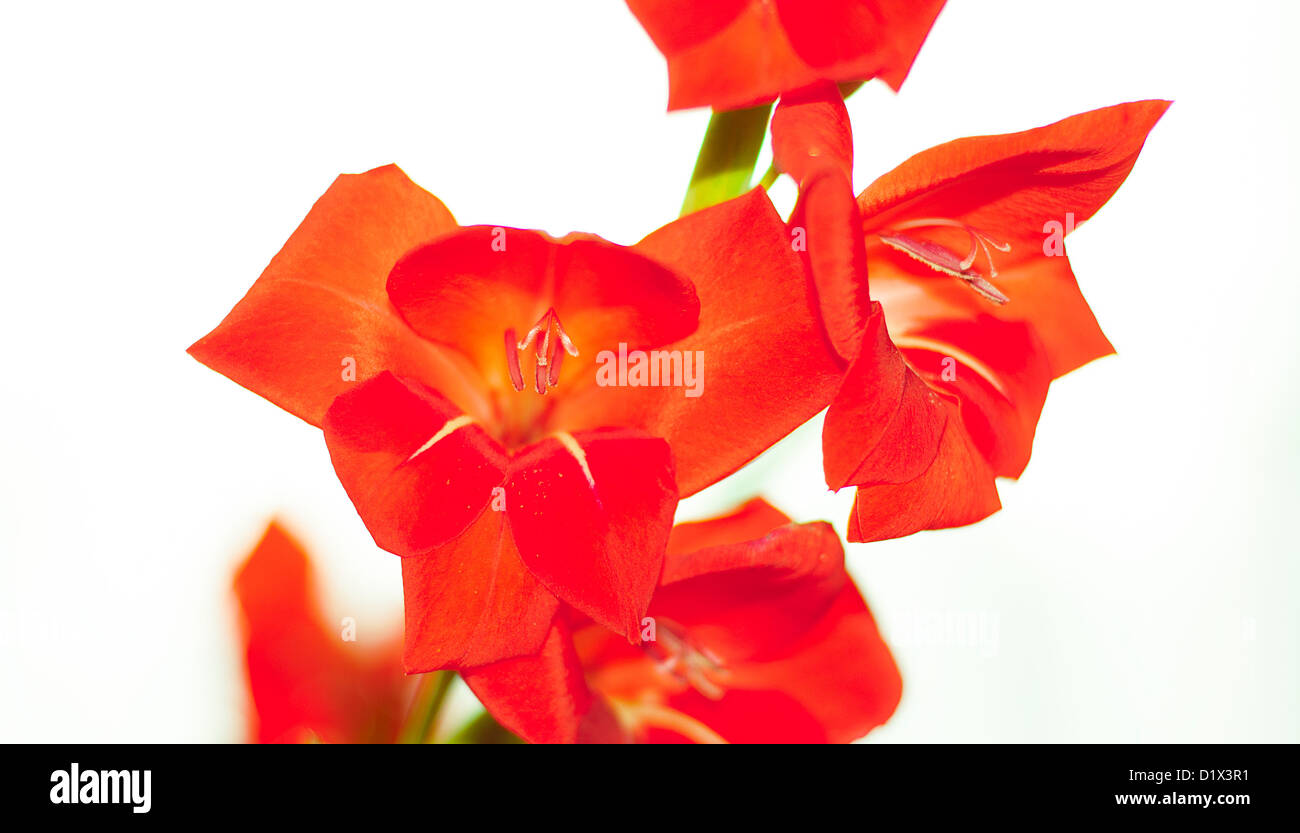 An image of red flower on white background Stock Photo - Alamy