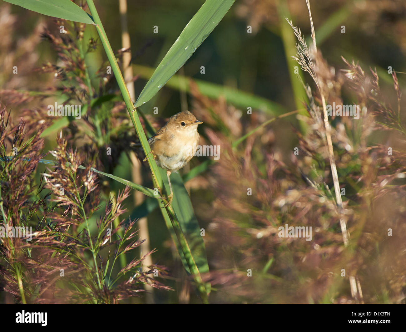 Reed warbler cuckoo nest hi-res stock photography and images - Alamy