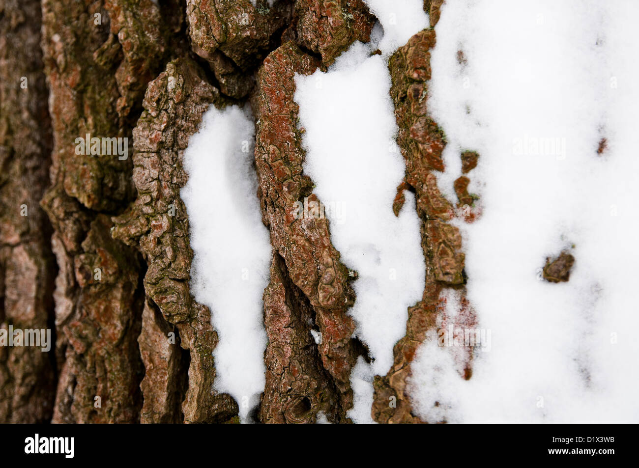 an image of bark covered by a snow Stock Photo - Alamy