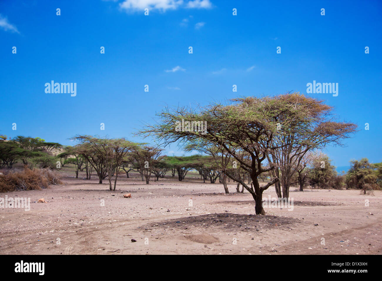 Savannah landscape with acacia trees in Tanzania, Africa Stock Photo ...