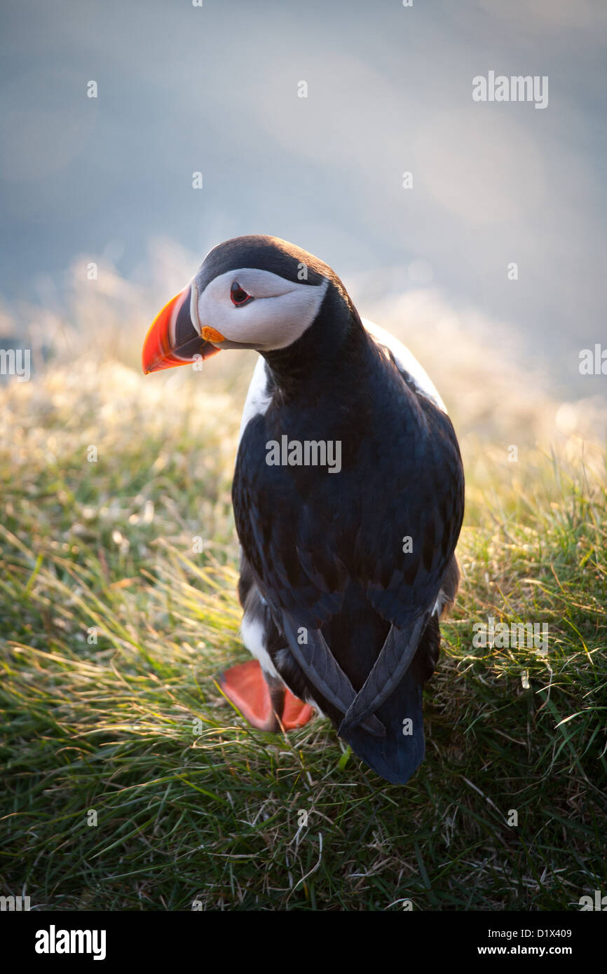 Awesome parrots hi-res stock photography and images - Alamy