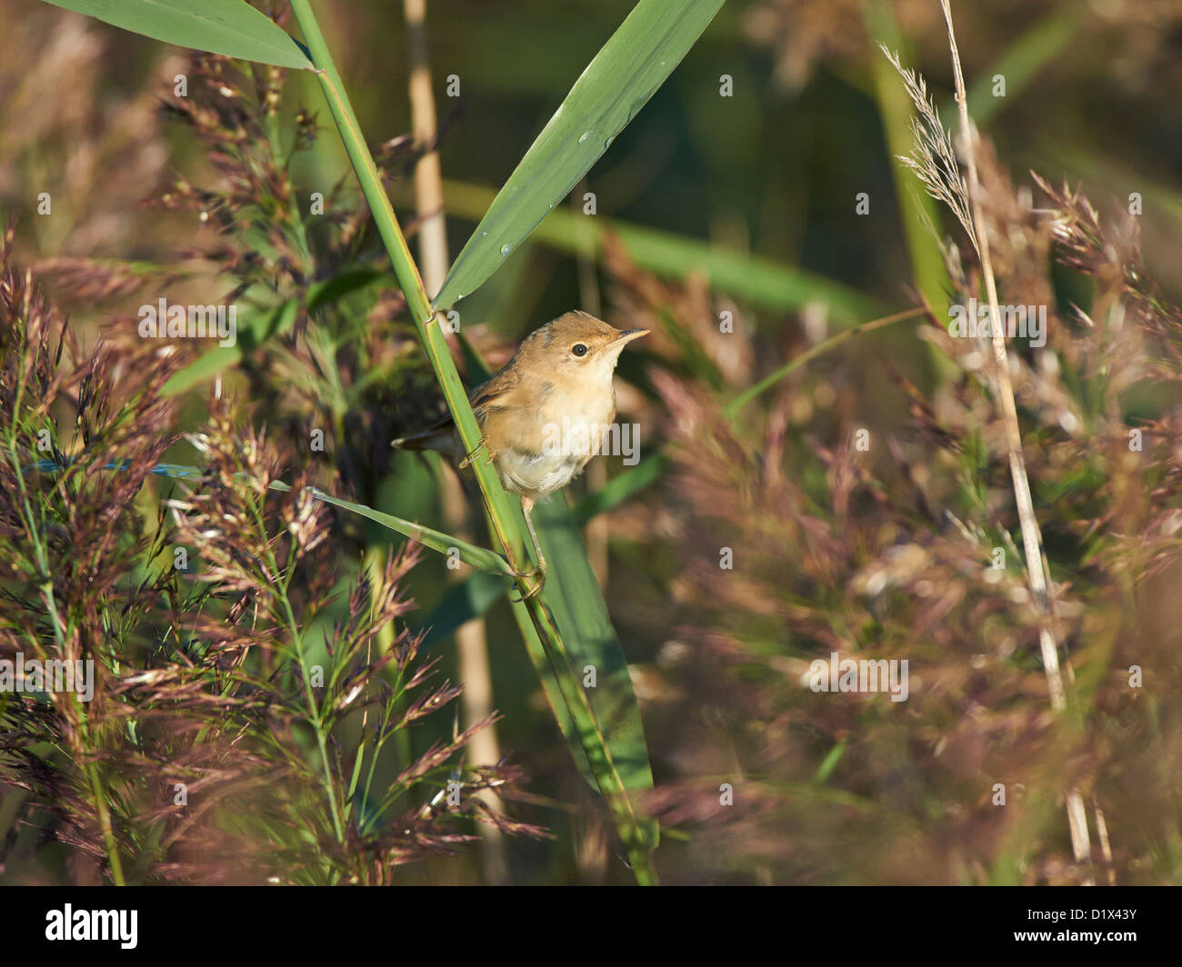 Reed warbler cuckoo nest hi-res stock photography and images - Alamy