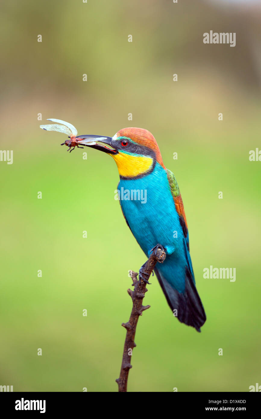 Bee eater uk hi-res stock photography and images - Alamy