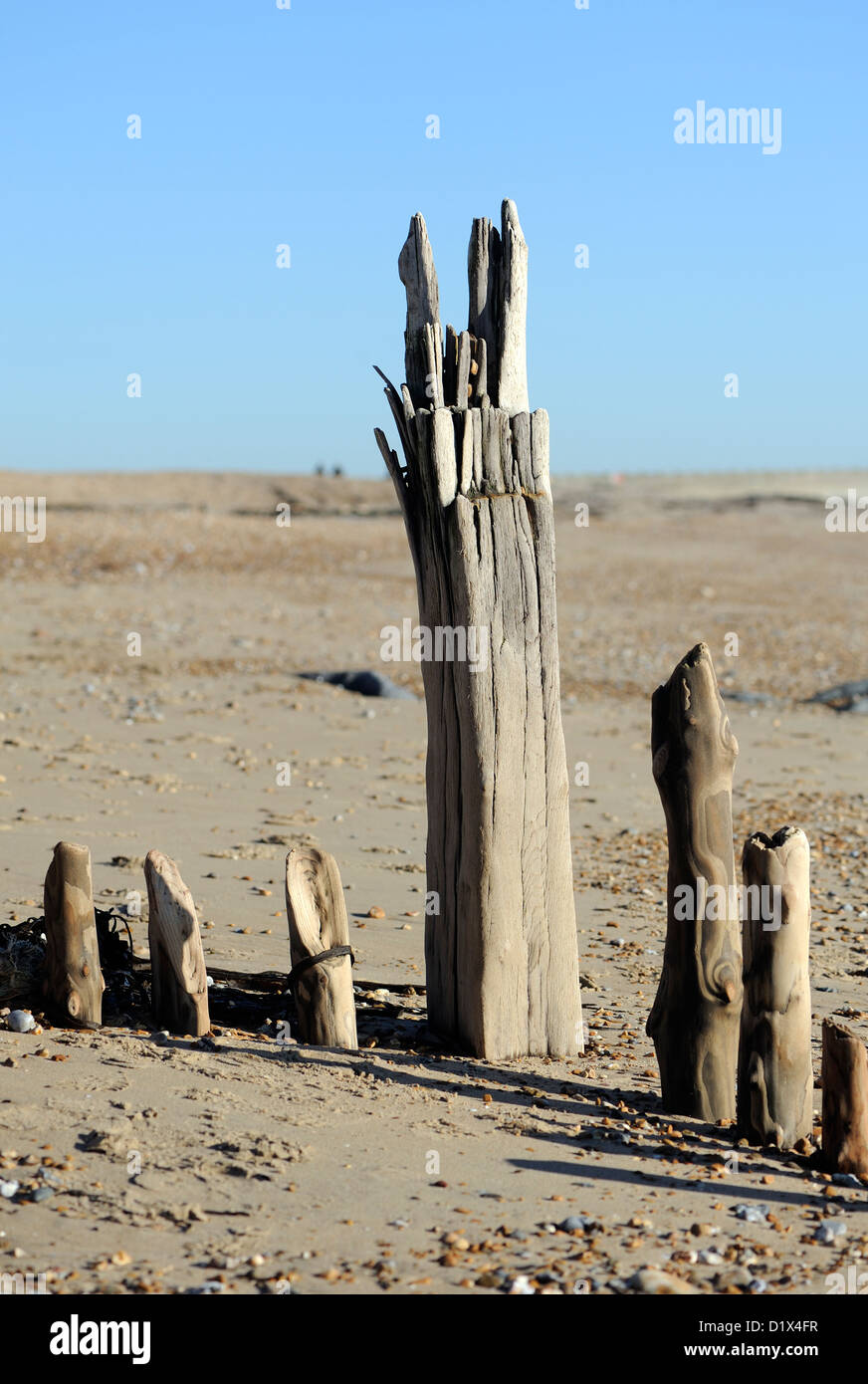 Water-worn timbers of sea defences on the beach. Rye Harbour, Sussex ...