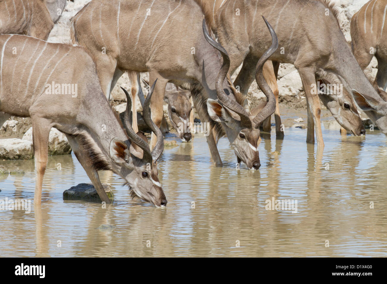 Kudu in the wild hi-res stock photography and images - Alamy