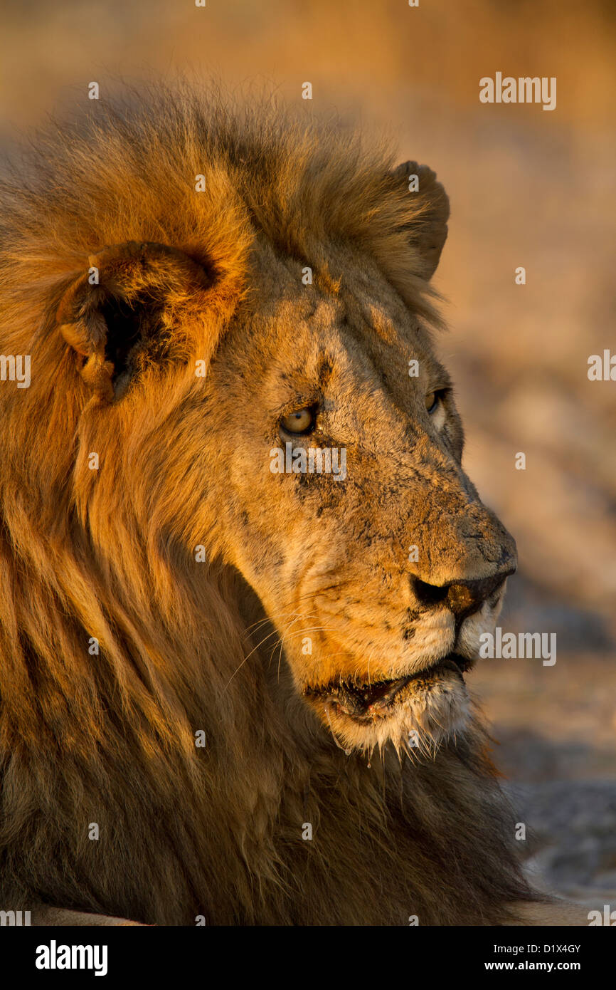 Old male lion in Namibia Stock Photo - Alamy
