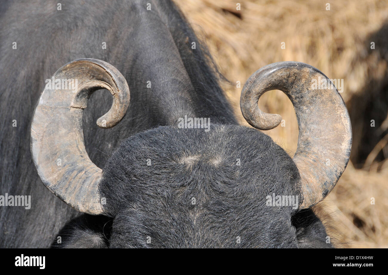 Farming nepal buffalo hi-res stock photography and images - Alamy