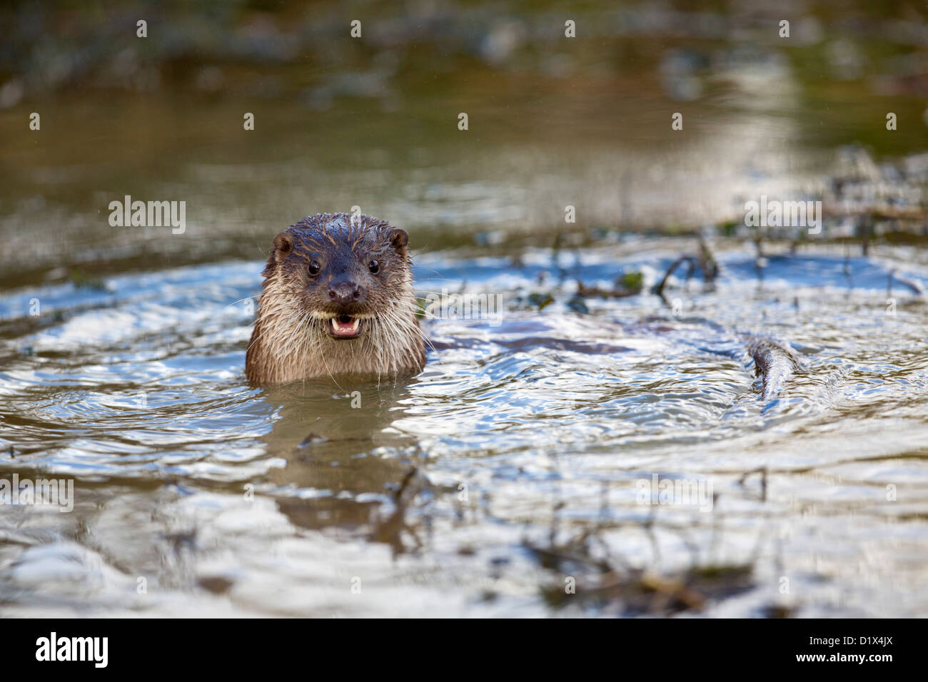 Otter teeth hi-res stock photography and images - Alamy