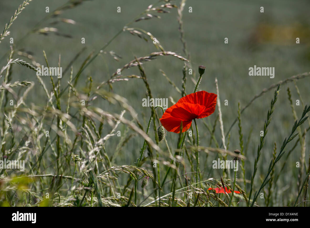 A close up of a lovely red poppy in a field Stock Photo - Alamy