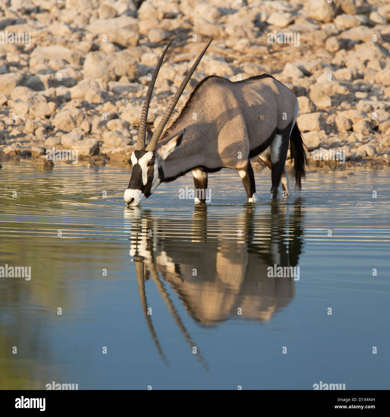 Gemsbok drinking in Namibia showing its reflection Stock Photo - Alamy